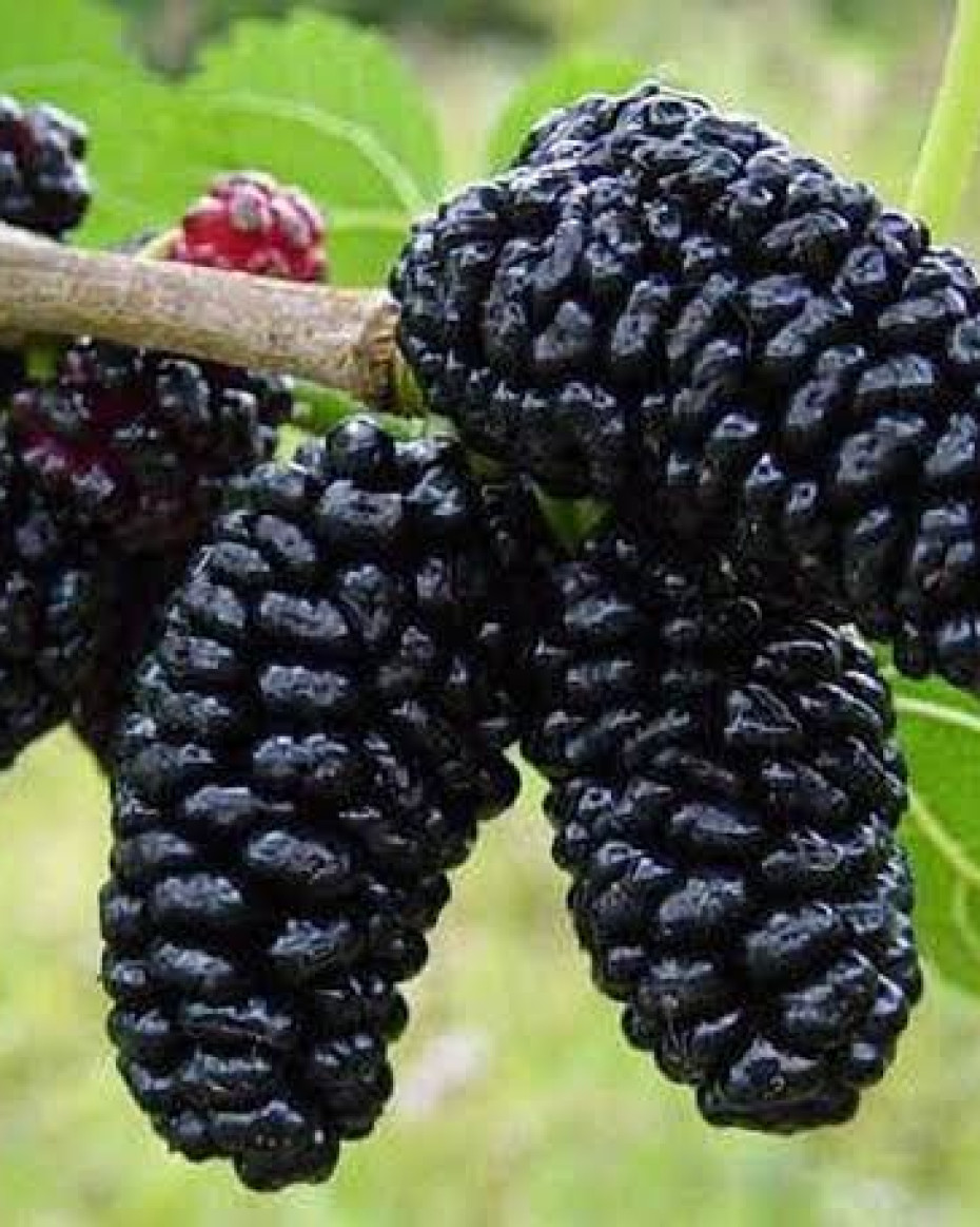 Mulberry Amber Fragrance Oil | Exquisite Packaging.ng. “Where we sell ...