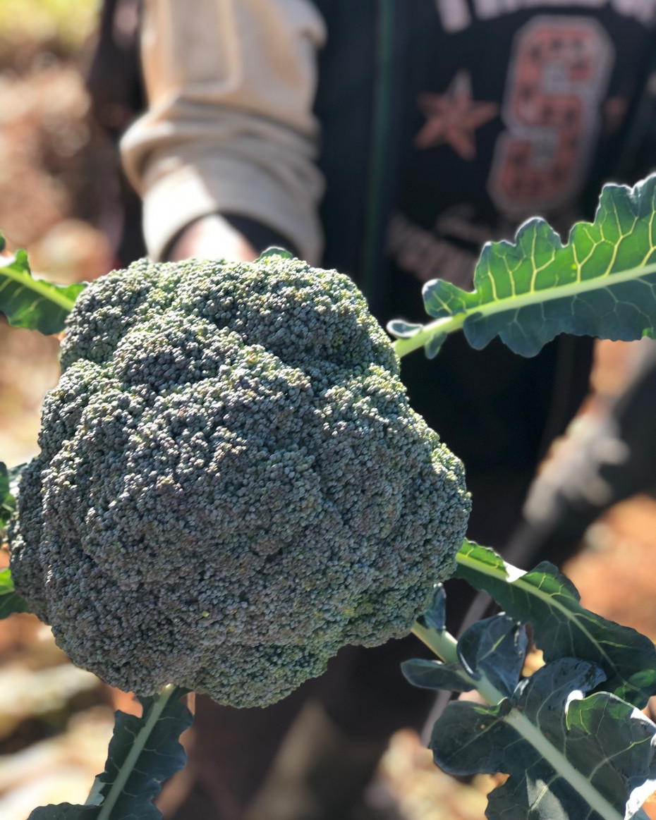 Fresh Broccoli | The Grocery Lady. Building A Sustainable Food System