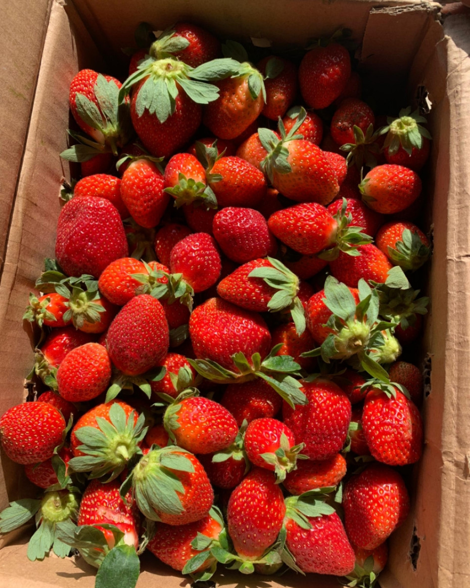 Fresh Strawberries Carton 5kg | Jos Strawberries And Grains. Eat fresh ...